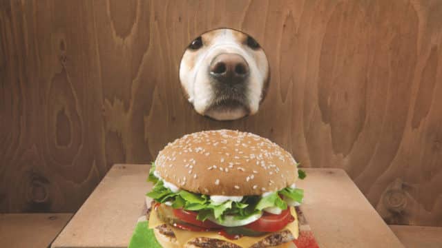 Whopper Dog: Burger King treina cão-guia para reconhecer um Whopper ...