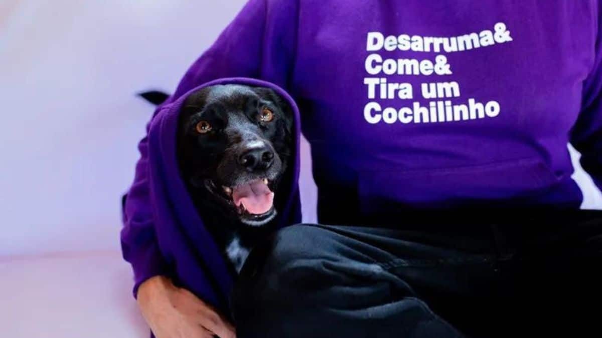 Boodog apresenta coleção de moletons para pets e seus donos - GKPB ...